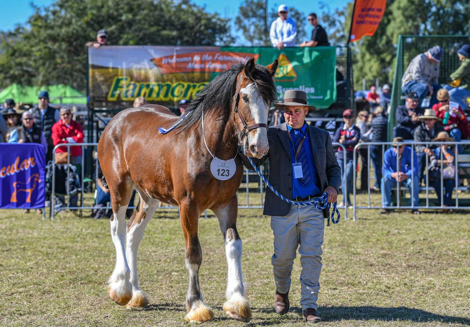 Highlights - Clydesdale Spectacular