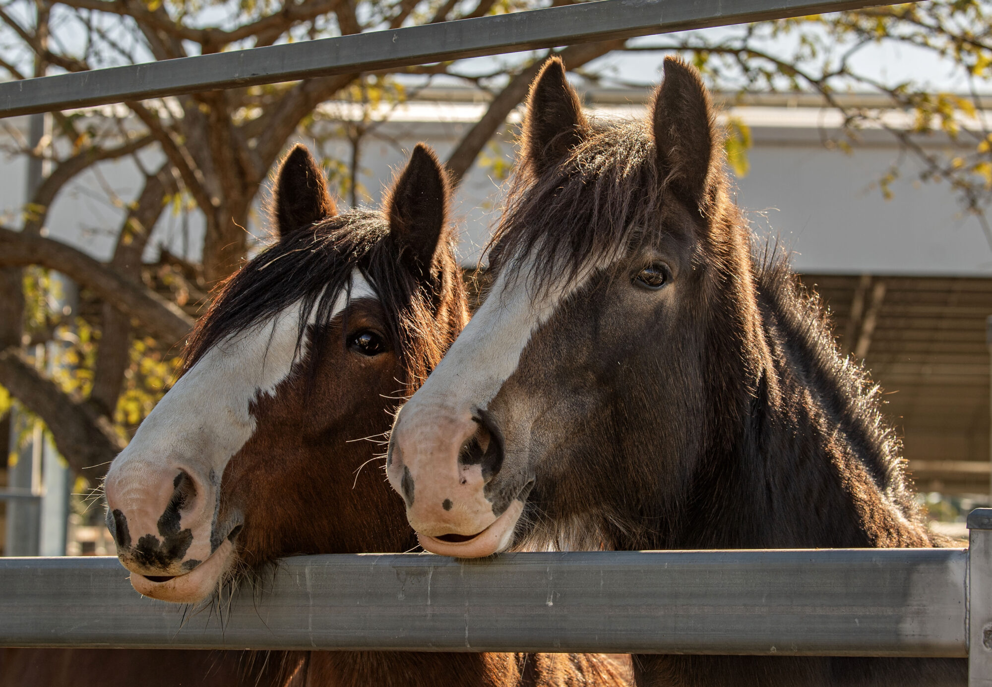 Home - Clydesdale Spectacular